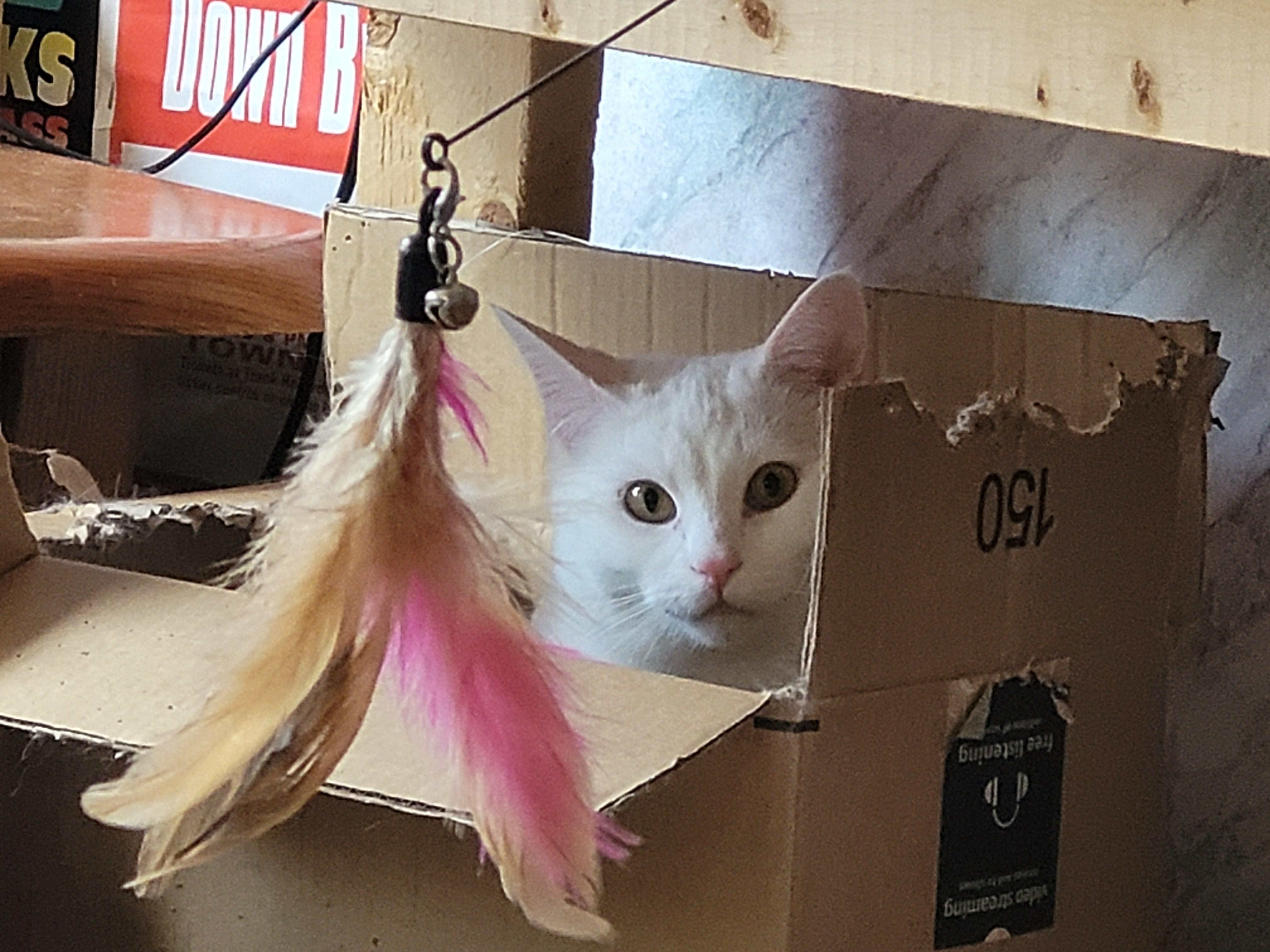 Ghost-in-the-box | Scrolller