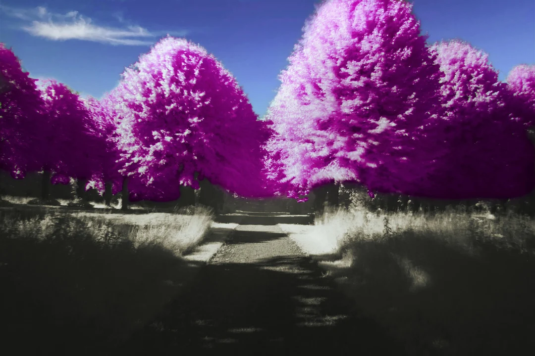 Man I love infrared photography | Scrolller