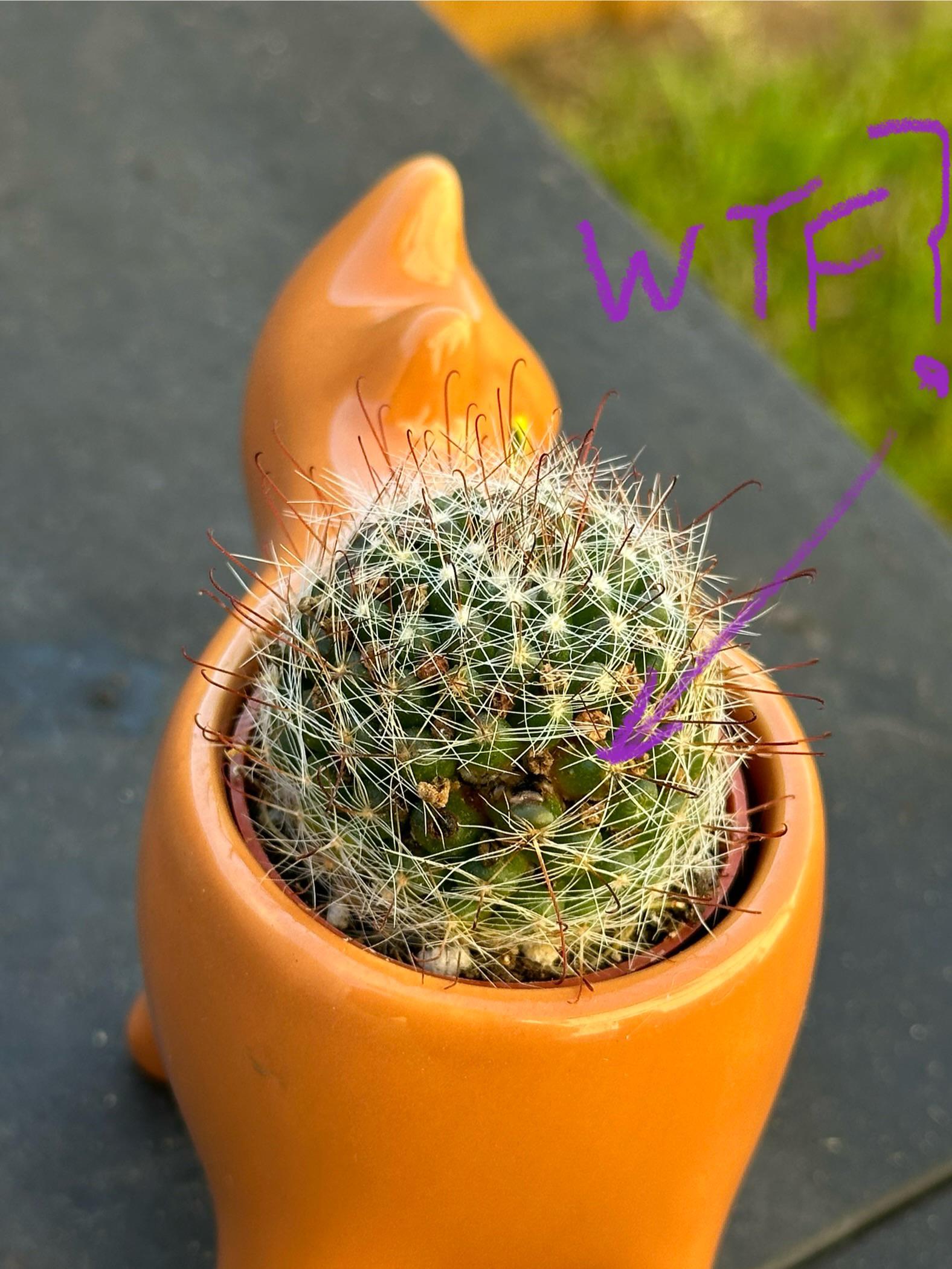 What is this weird black spot on my cactus? Help??? | Scrolller