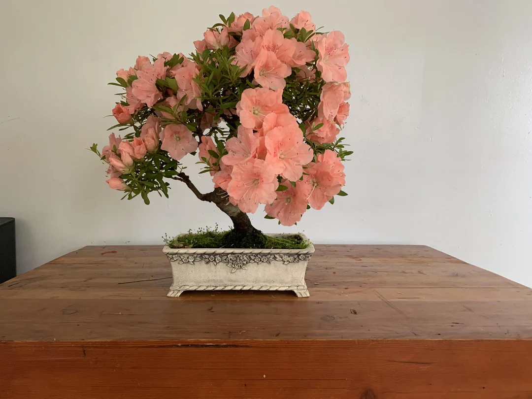 My Azalea Bonsai | Scrolller