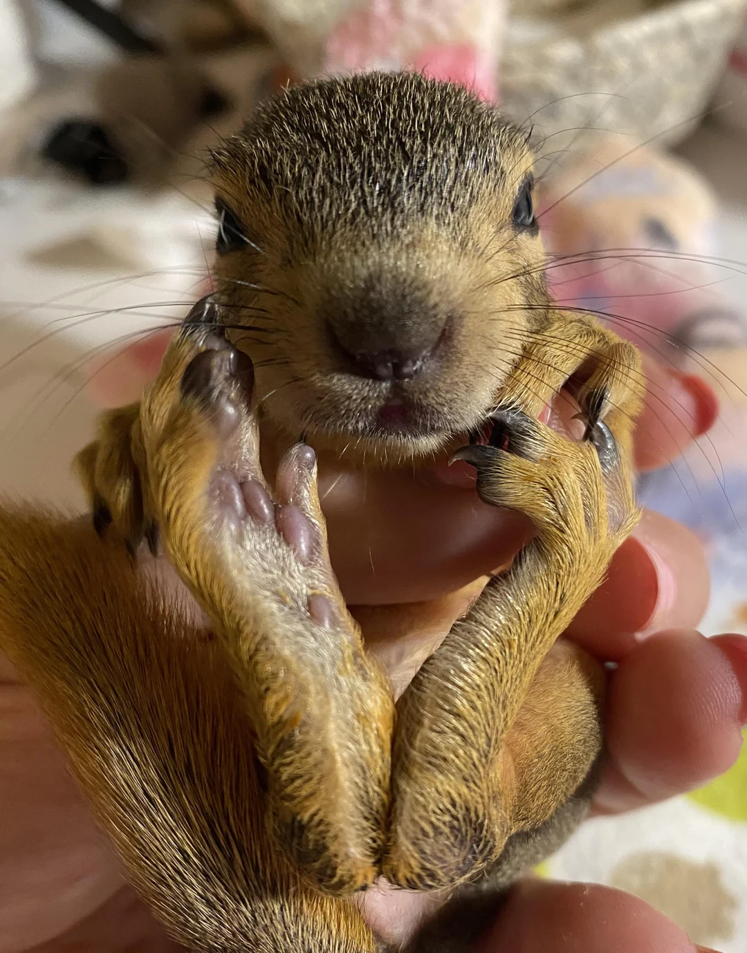 Discover more like Squirrels: Hello world and Related Content | Scrolller