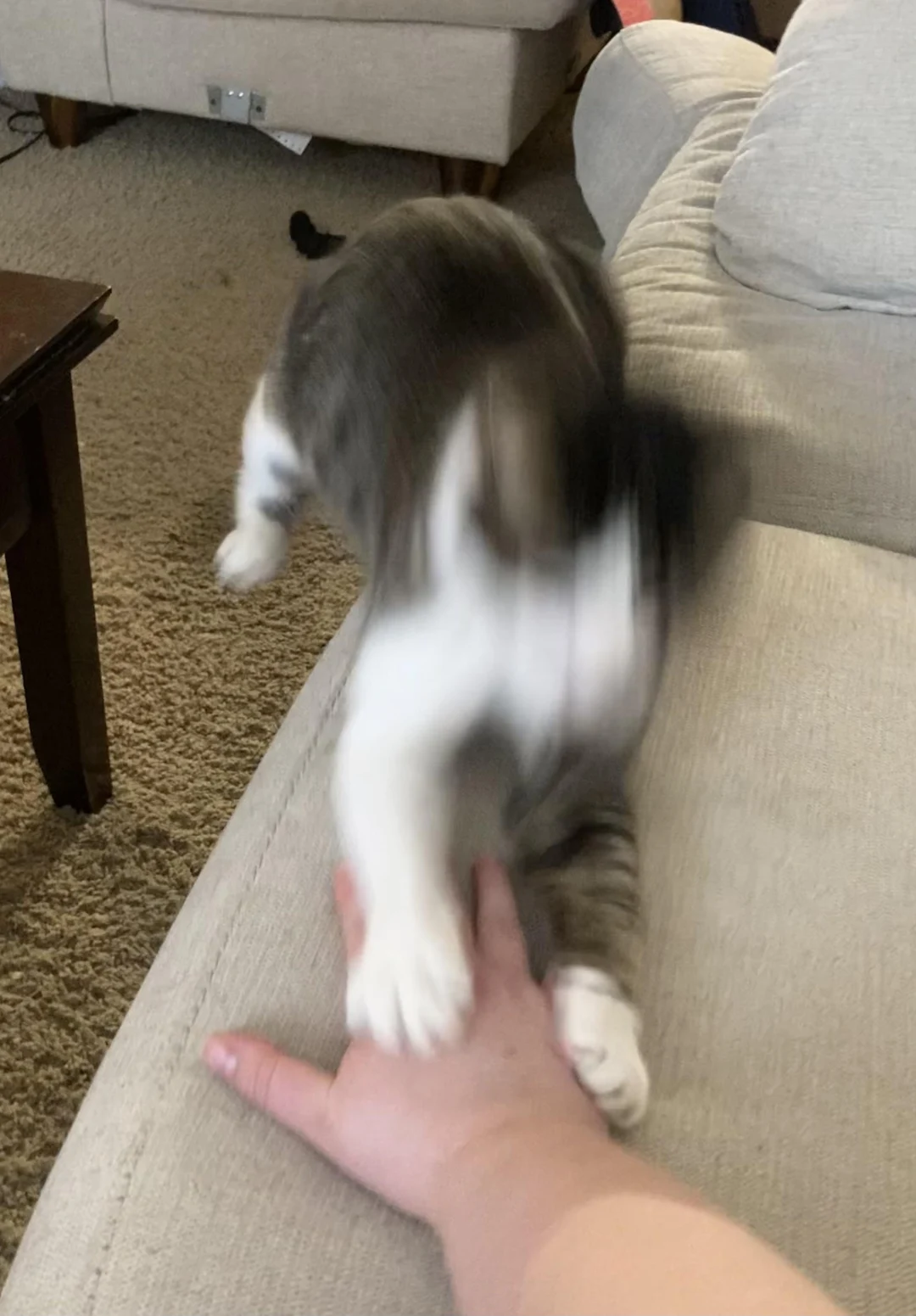blurry picture of a cat | Scrolller