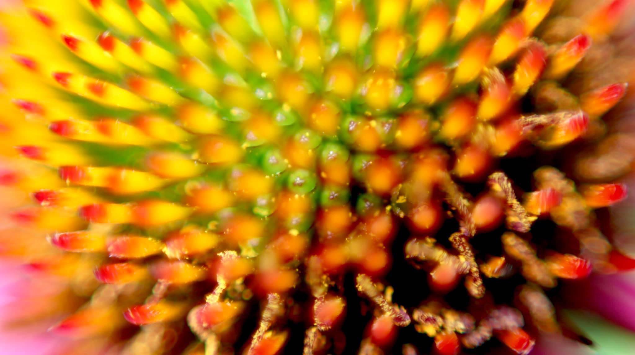 Coneflower | Scrolller