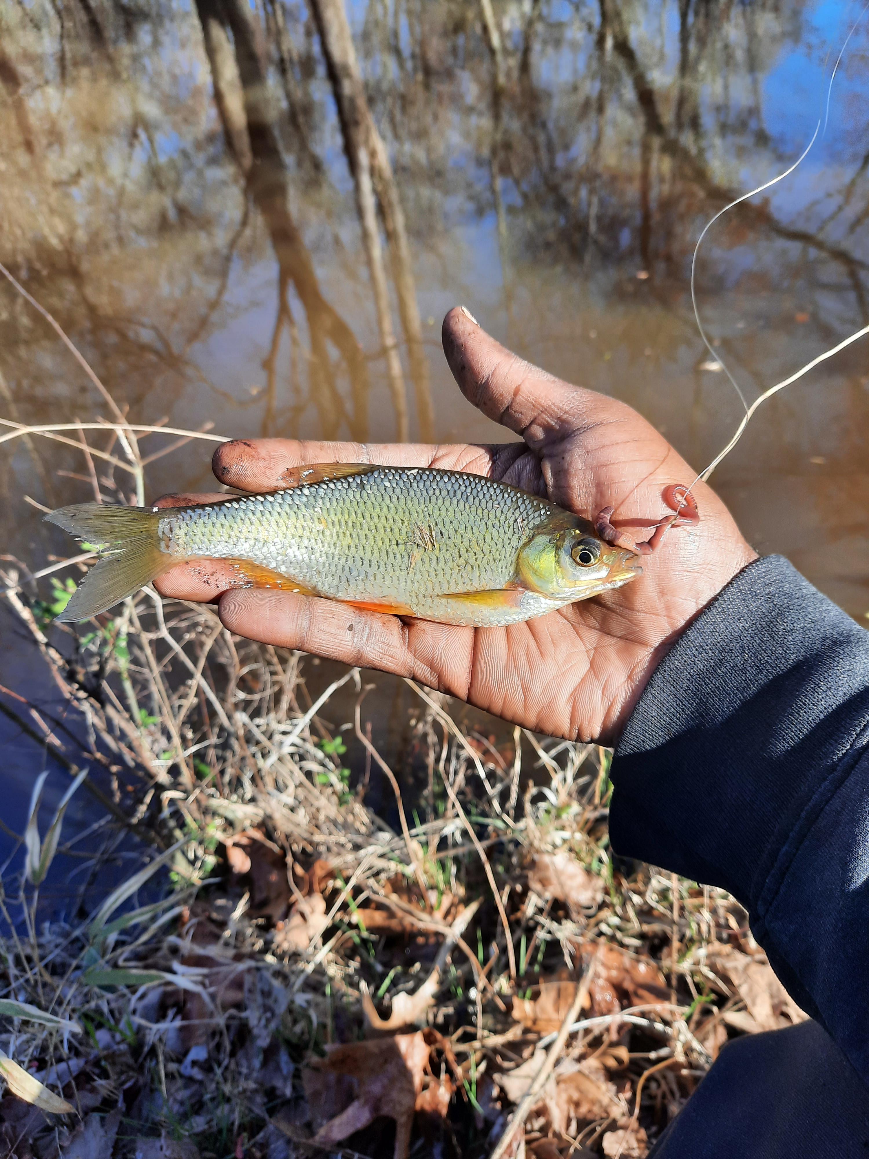 What is this? I'm in Eastern NC. | Scrolller