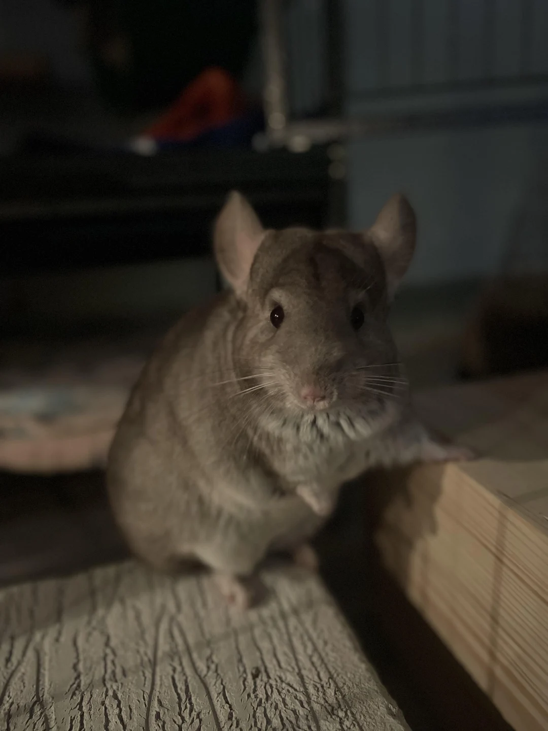 Sassy Mabel Scrolller