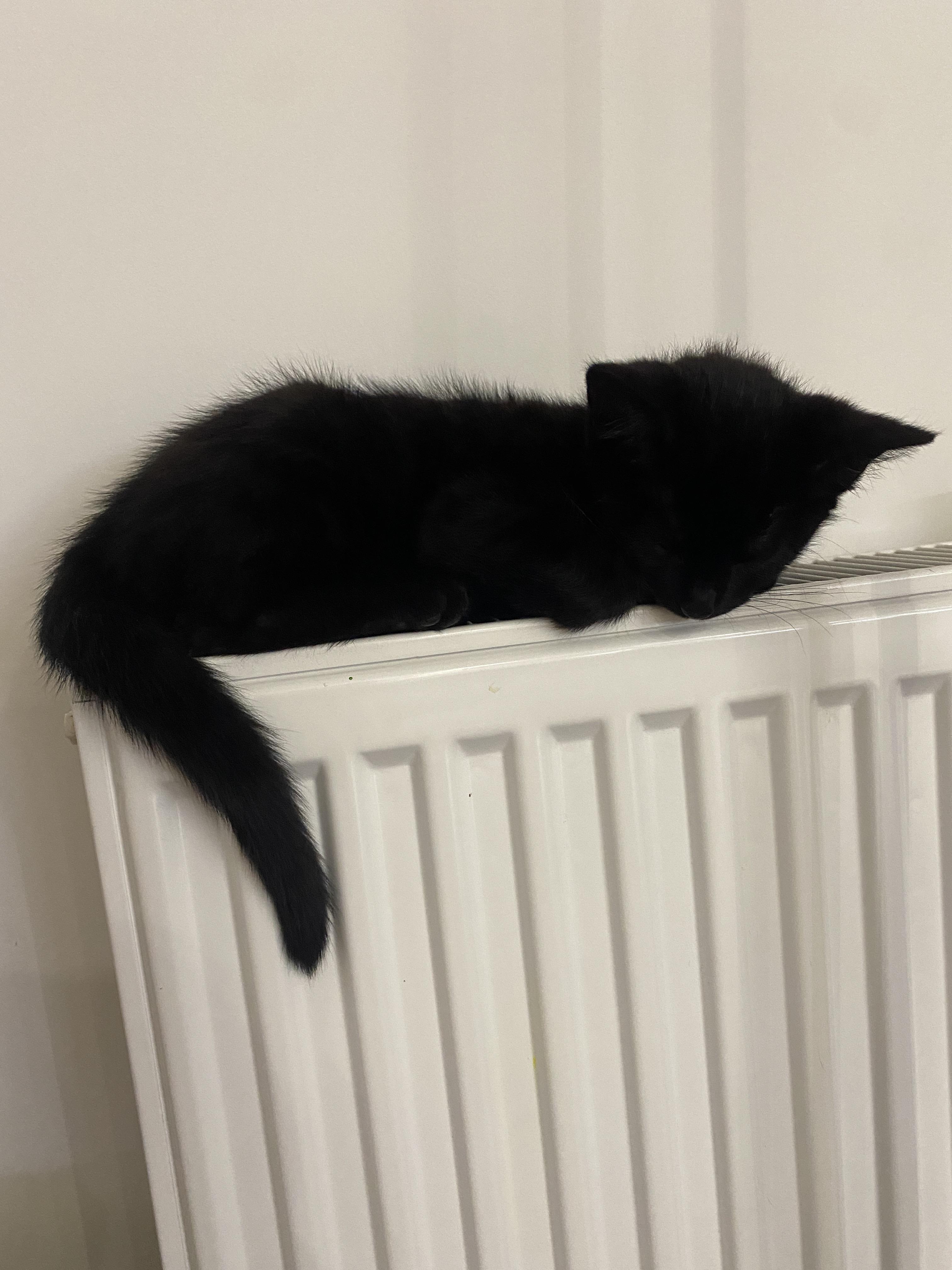 Ringo has discovered the radiator | Scrolller