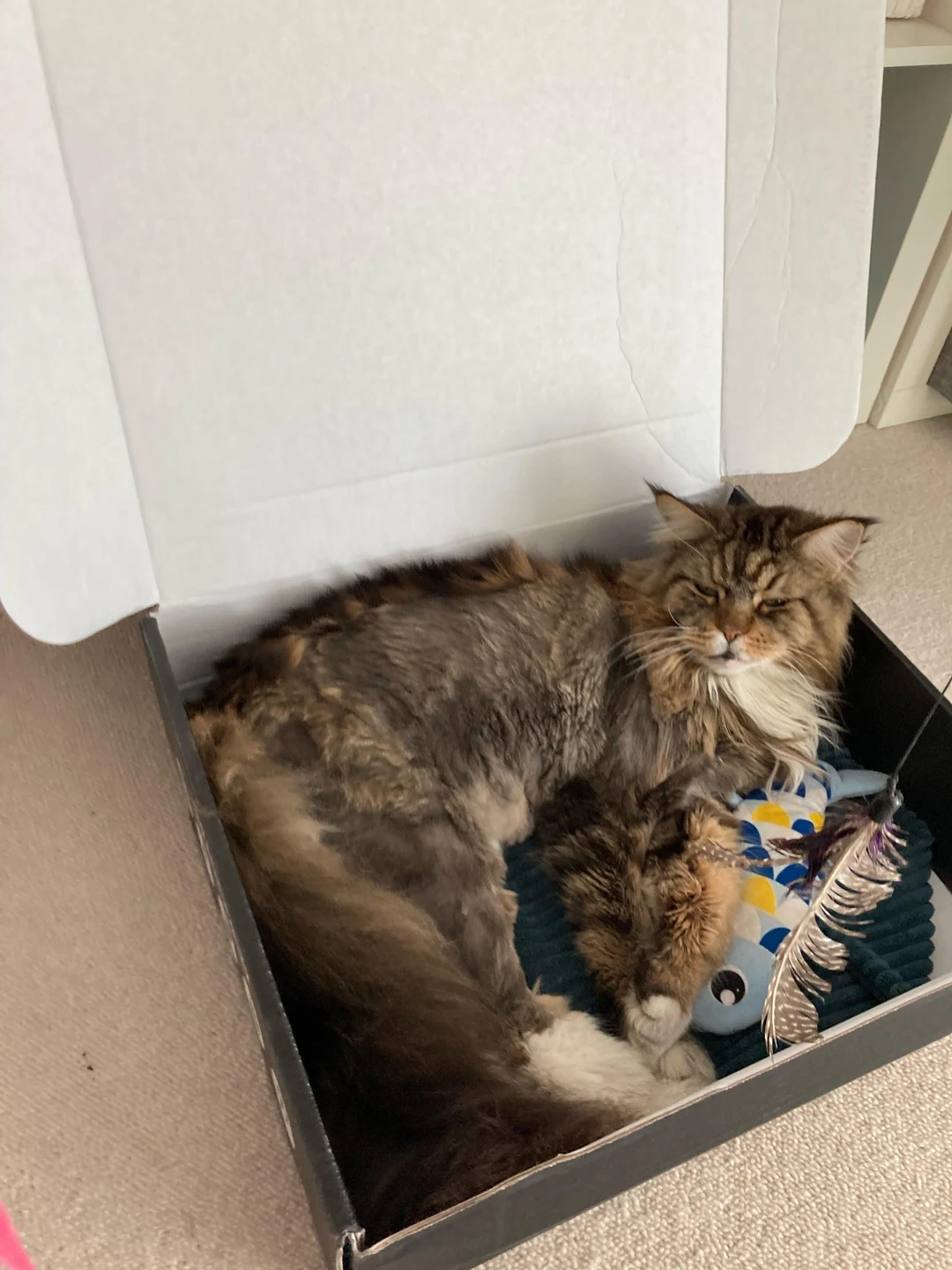 Fuzzy boy in a box | Scrolller