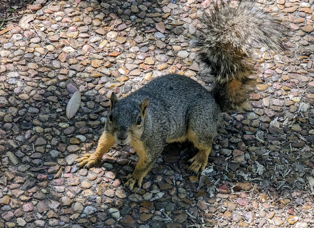 Discover more like Squirrels: Campus squirrels are so friendly, I chatted with this one while ...
