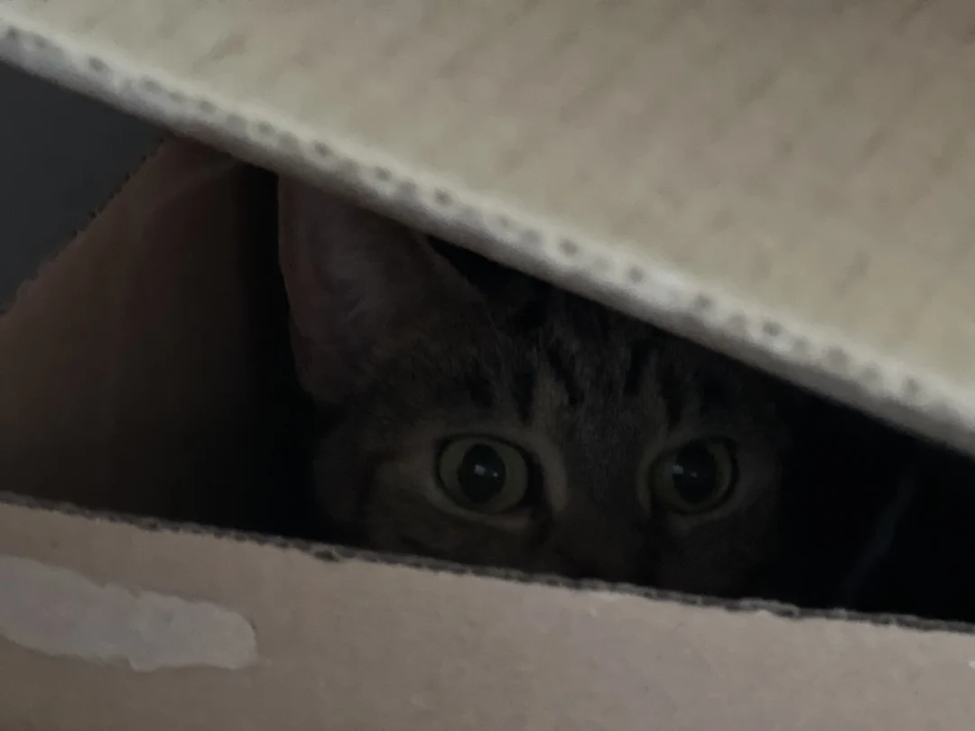 Leftover Christmas boxes mean ’peekaboo!’ | Scrolller