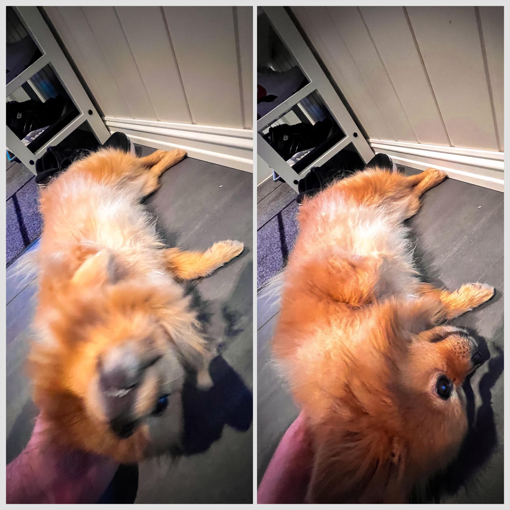 Taming The Beast | Scrolller