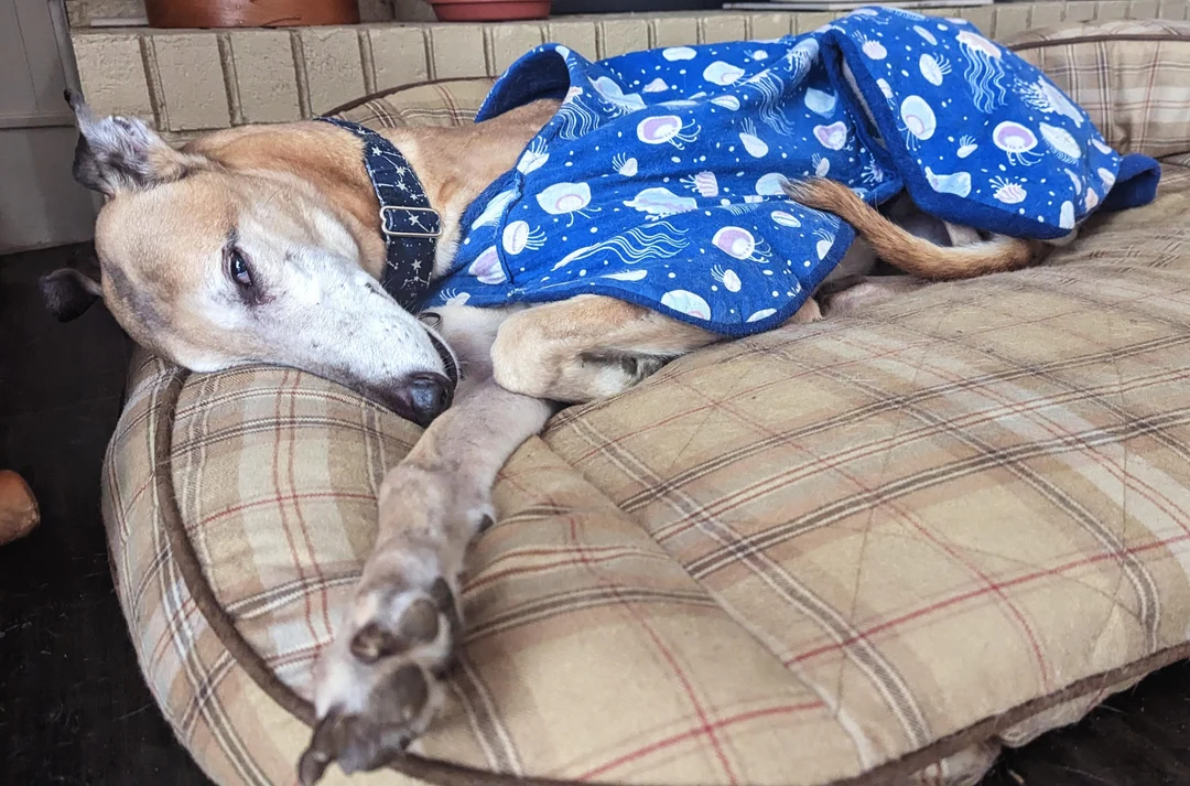 Sunday snooze | Scrolller