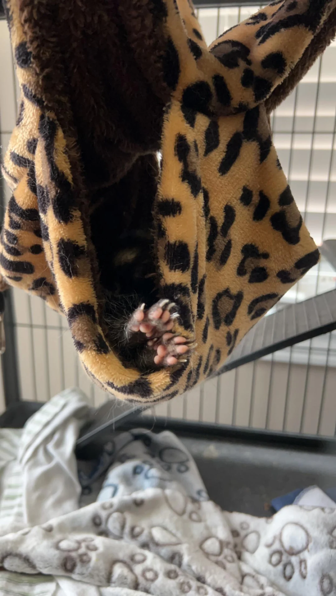 Little Toe Beans | Scrolller