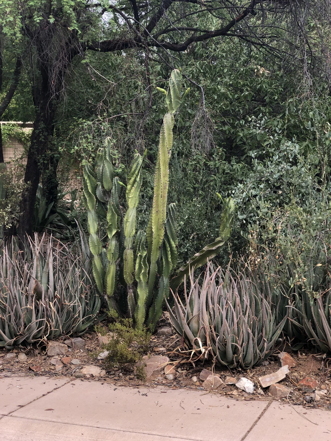 Corkscrewed/Twisted Cacti —-Paradise Valley | Scrolller