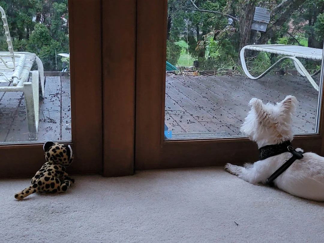 Sparky set his toy like that. They're on guard. | Scrolller