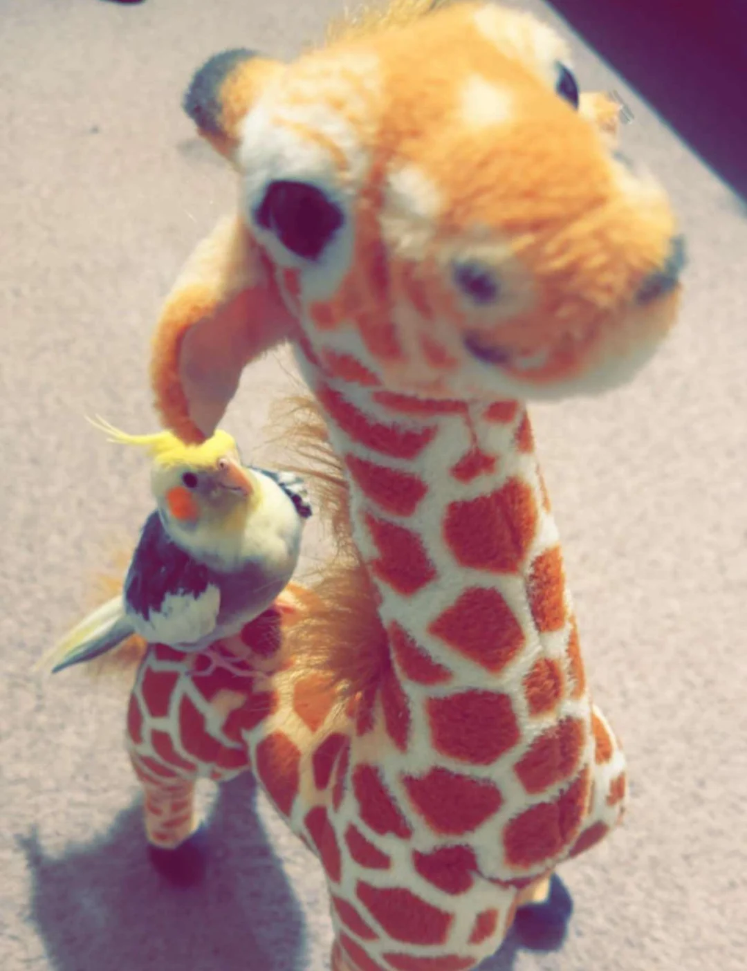 Paco on a Giraffe | Scrolller
