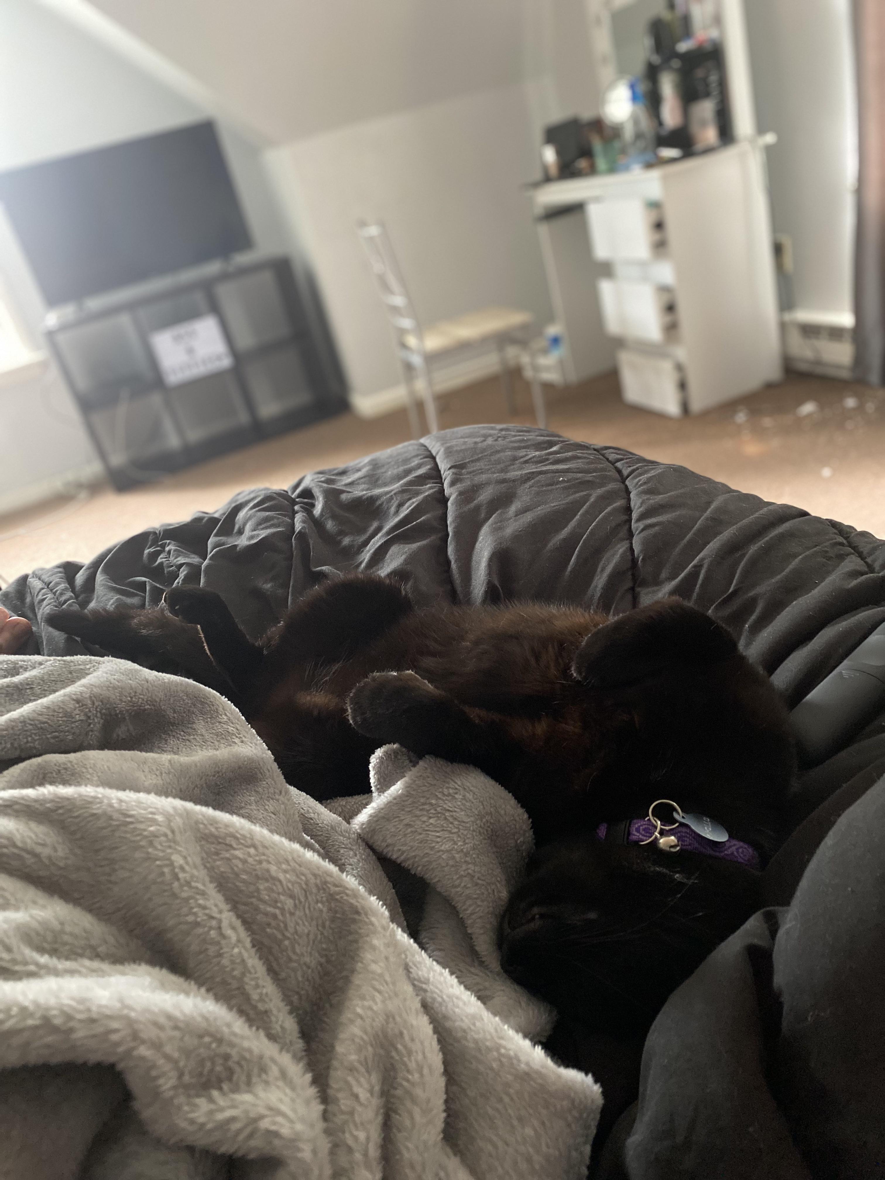 this is Apollo and he likes attention | Scrolller