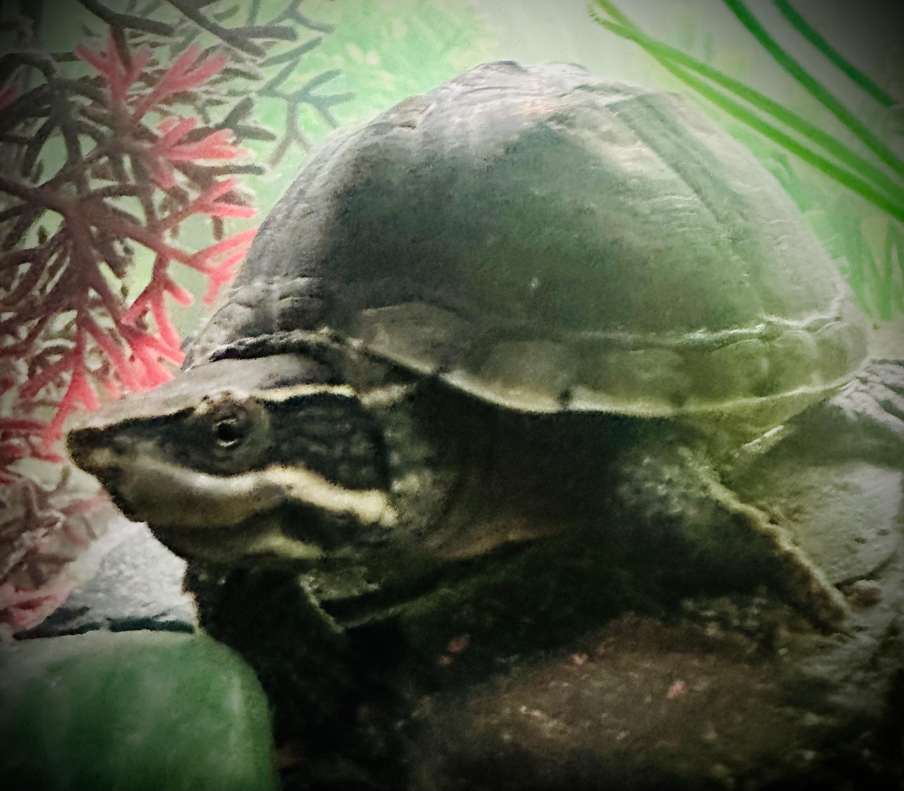 Musk Turtle | Scrolller