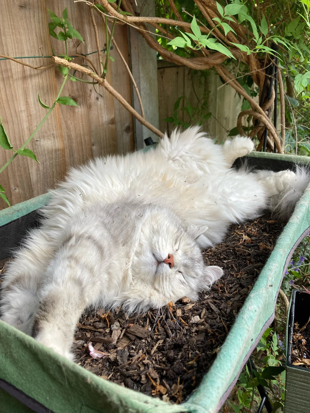 Ernie's favourite sleeping spot - a pile of dirt | Scrolller