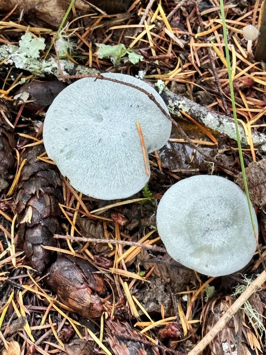 Aniseed funnel | Scrolller