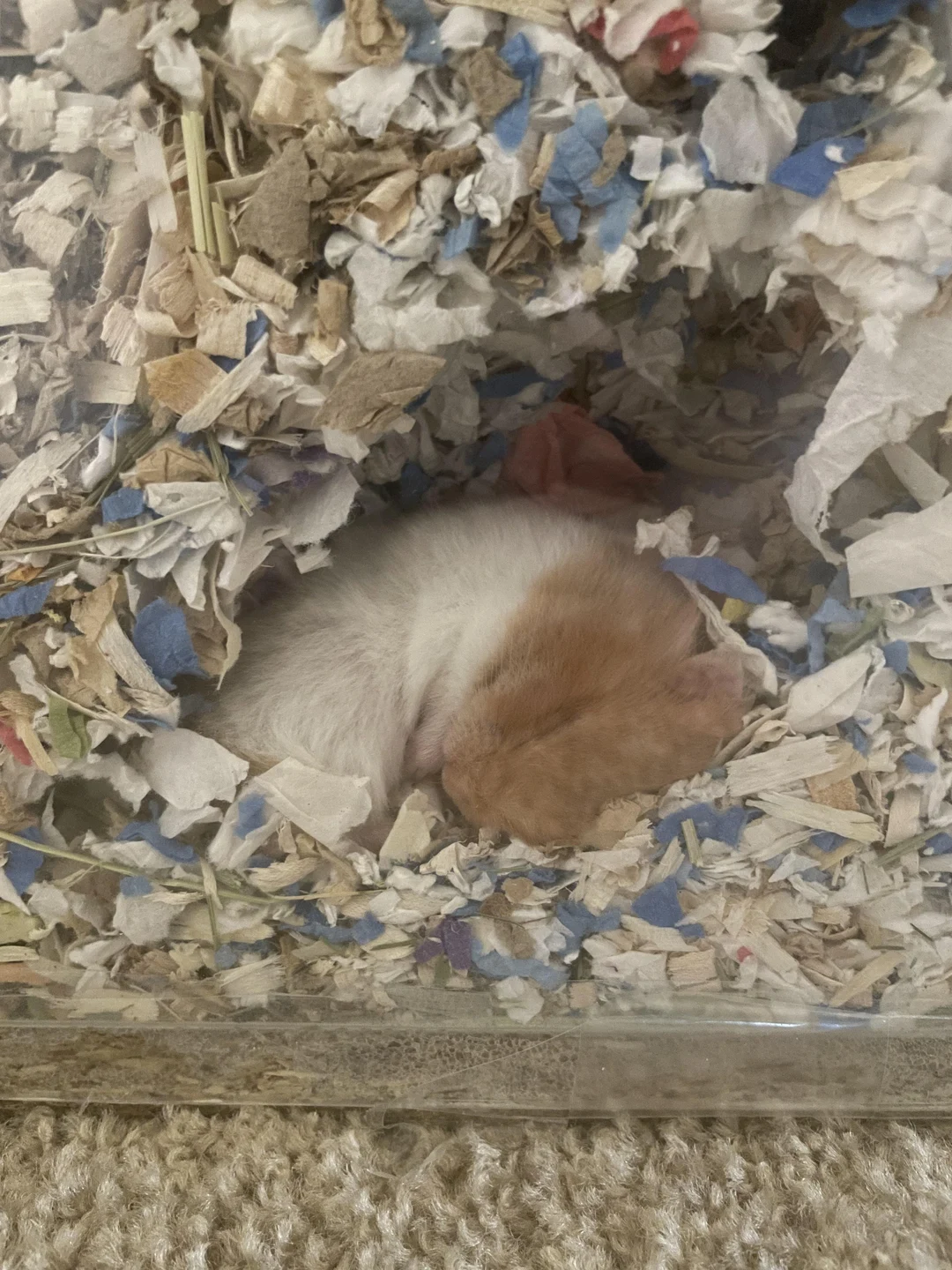 Little sleeping blob | Scrolller