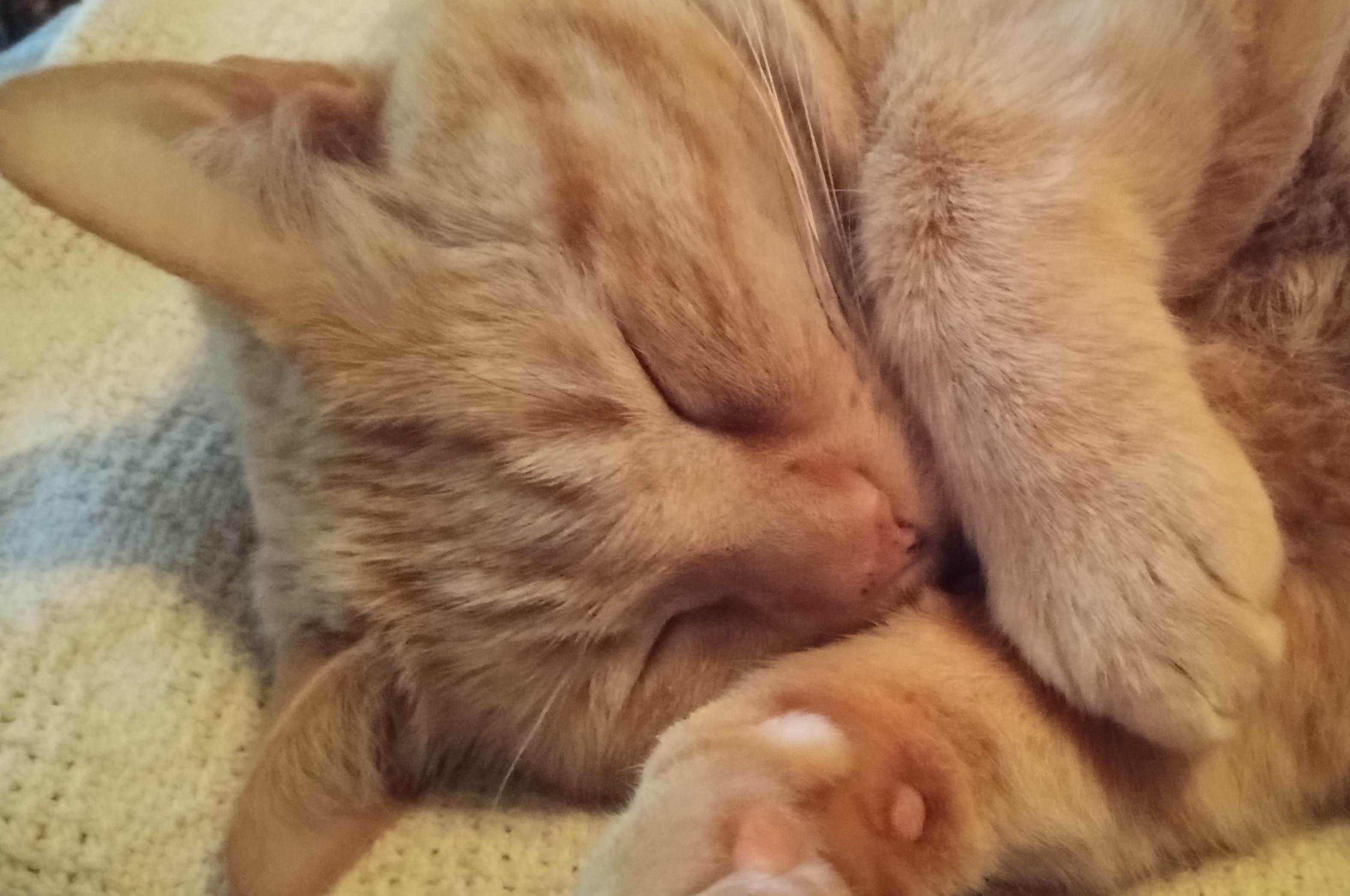 Herbie, the love of my life. He just turned 9. | Scrolller