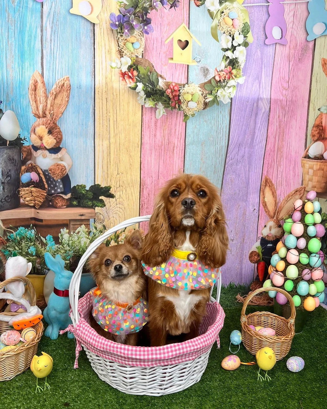 Easter bunnies | Scrolller