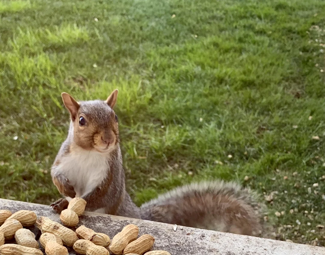 Discover more like Squirrels: Handsome Walter and Related Content | Scrolller
