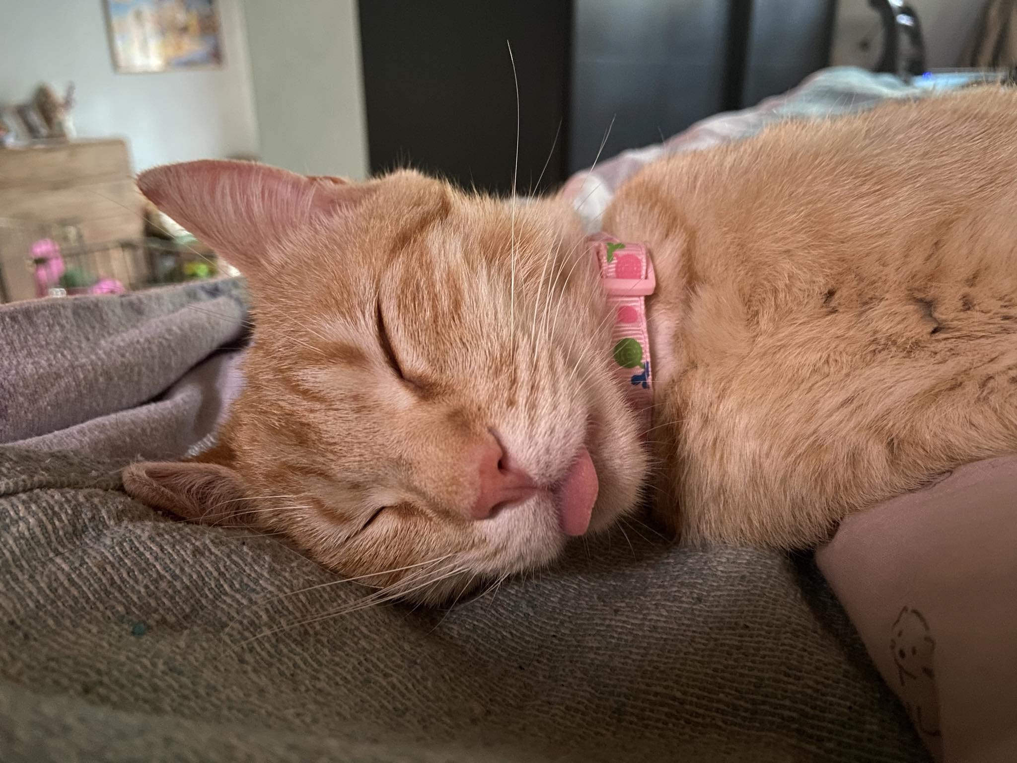 Massive sleepy blep | Scrolller