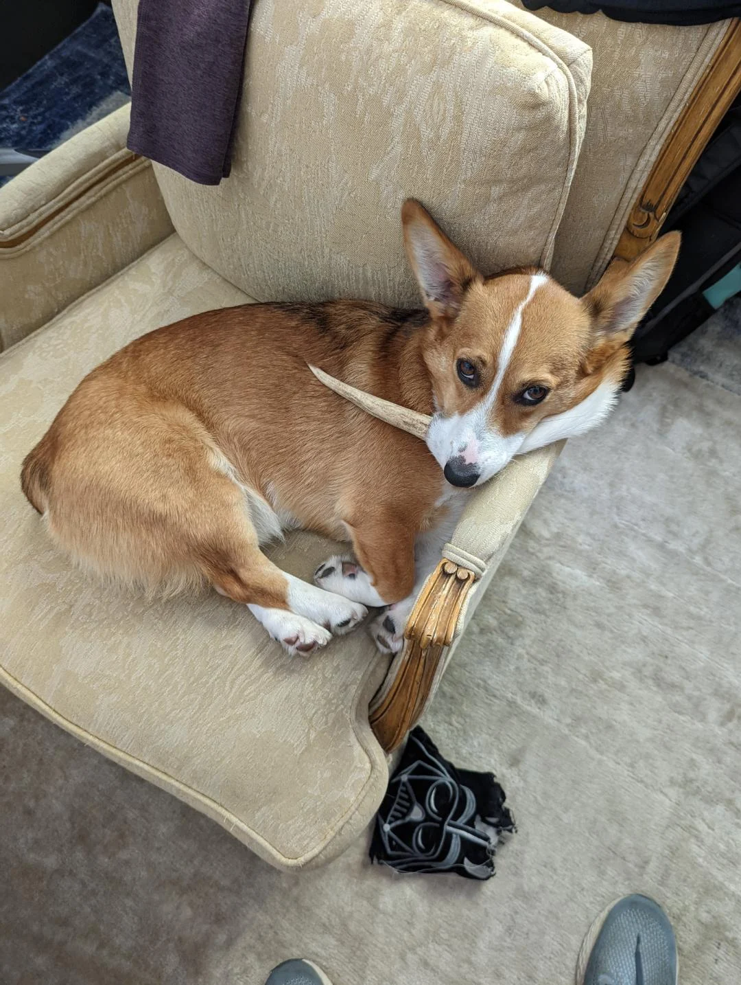 The Rare Tusked Corgi | Scrolller