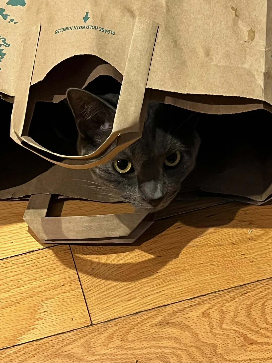 cat in a bag | Scrolller