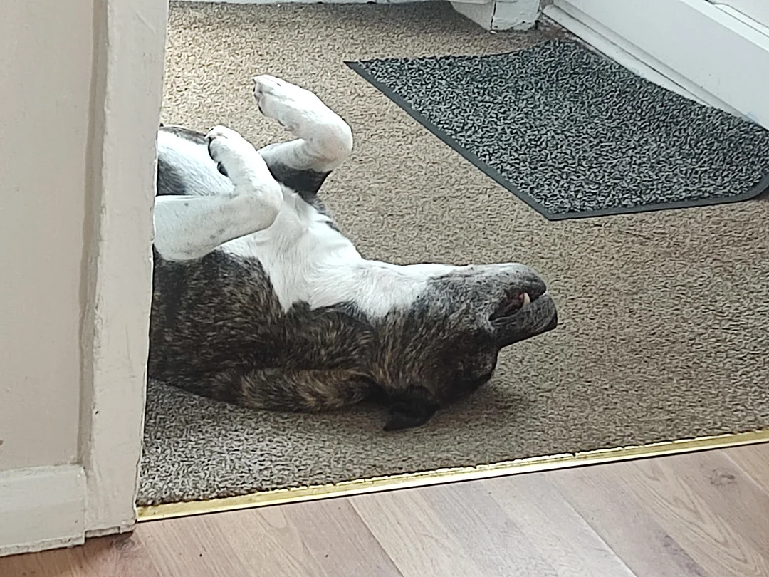 Samson practising his death pose | Scrolller