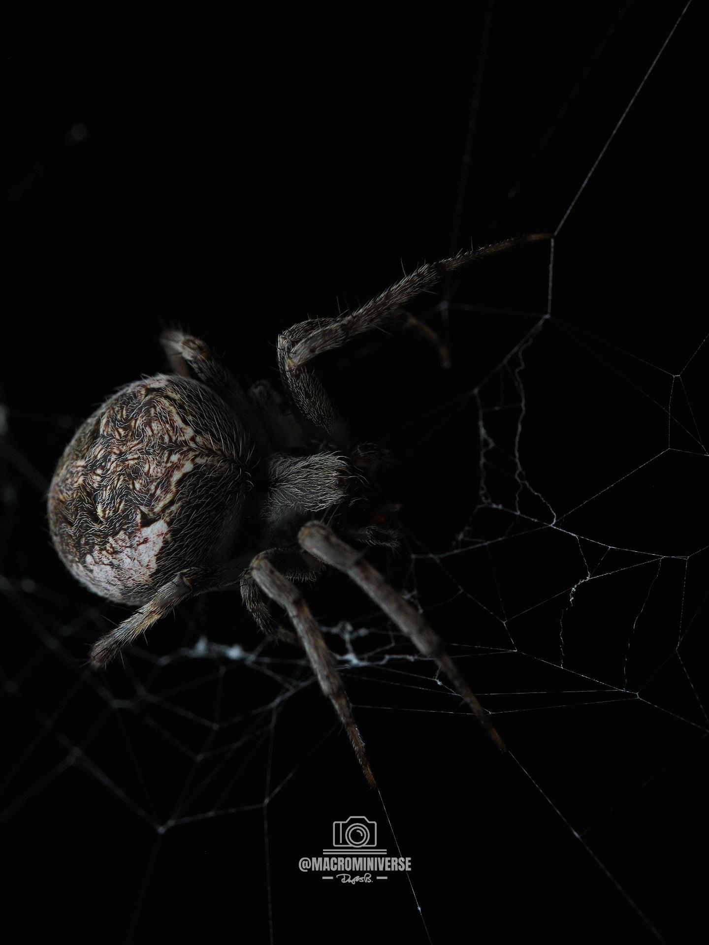 Common Web Spider [OC] | Scrolller