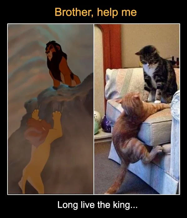 Brother, help me | Scrolller