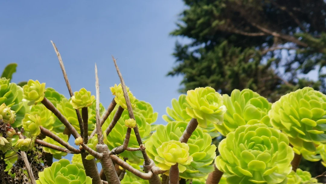 Succulents | Scrolller