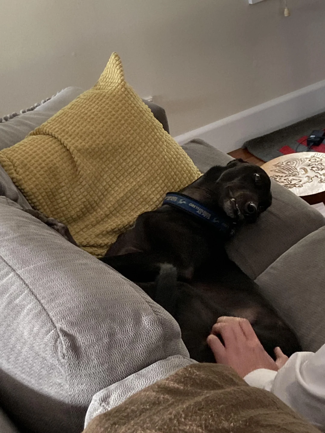 snoot on the couch | Scrolller