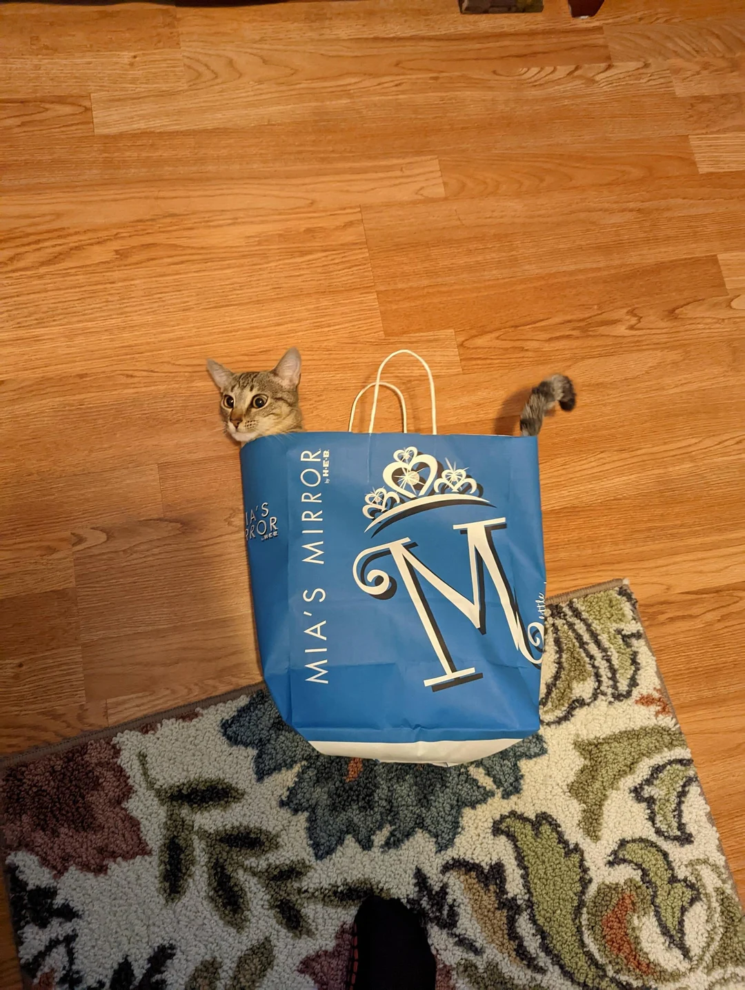 Today we discovered Bag | Scrolller