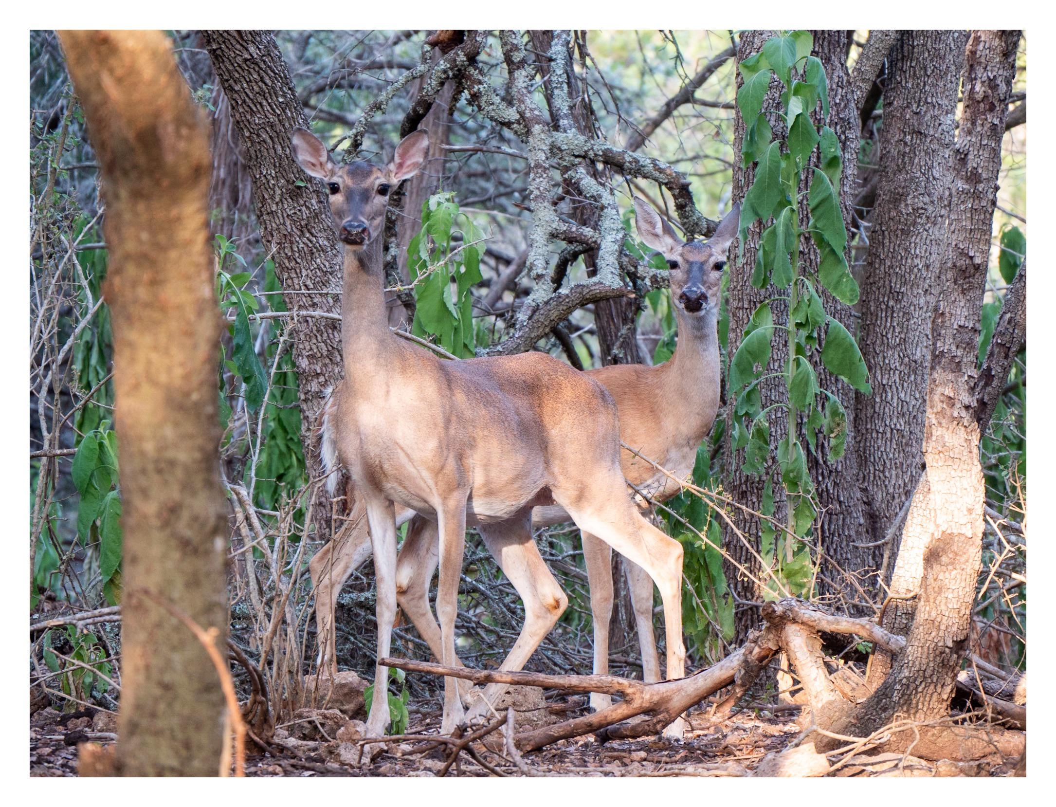 Discover more like Deer: Doe duo and Related Content | Scrolller