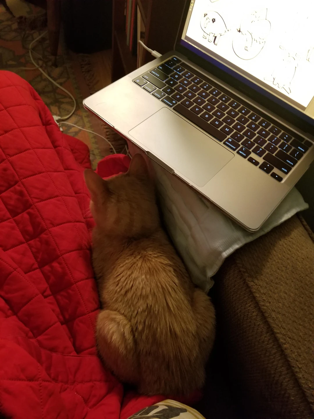 Kiko loves to smush in with me in the chair. | Scrolller