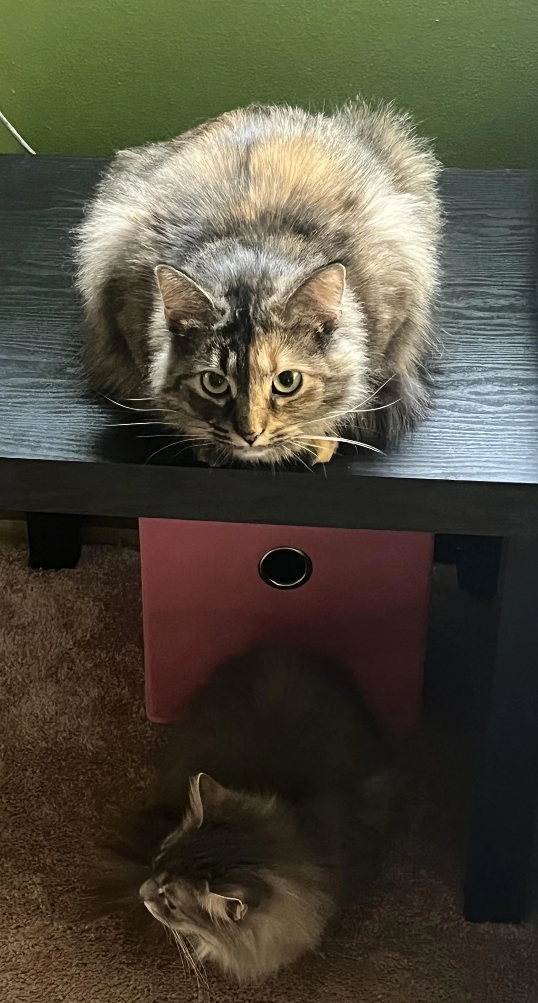 Captured a rare double loaf today | Scrolller