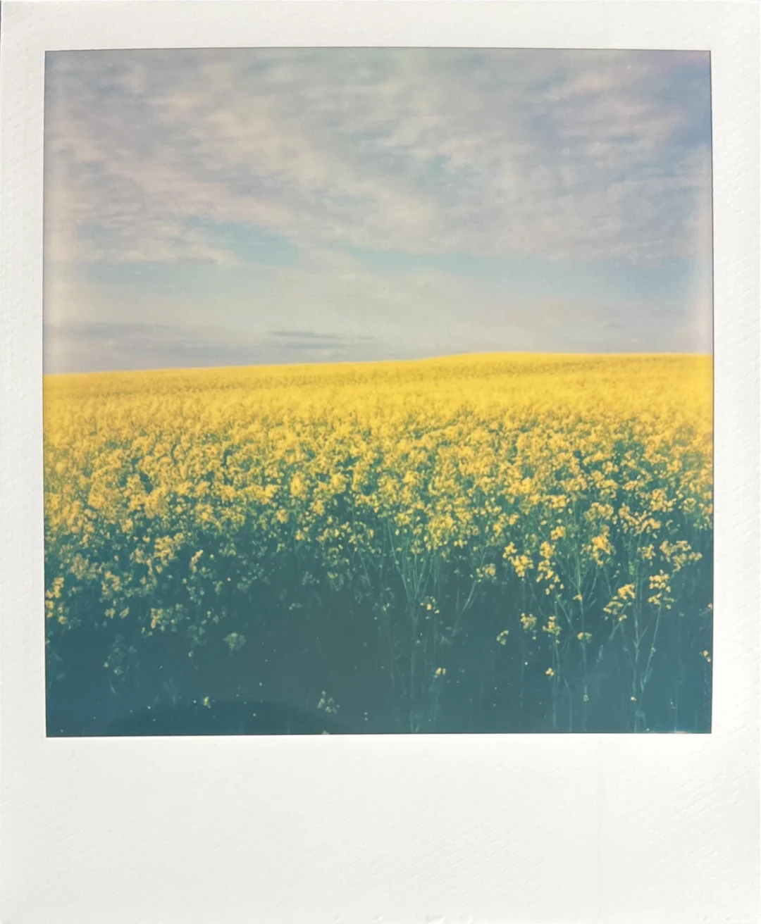 Over a yellow field | Scrolller