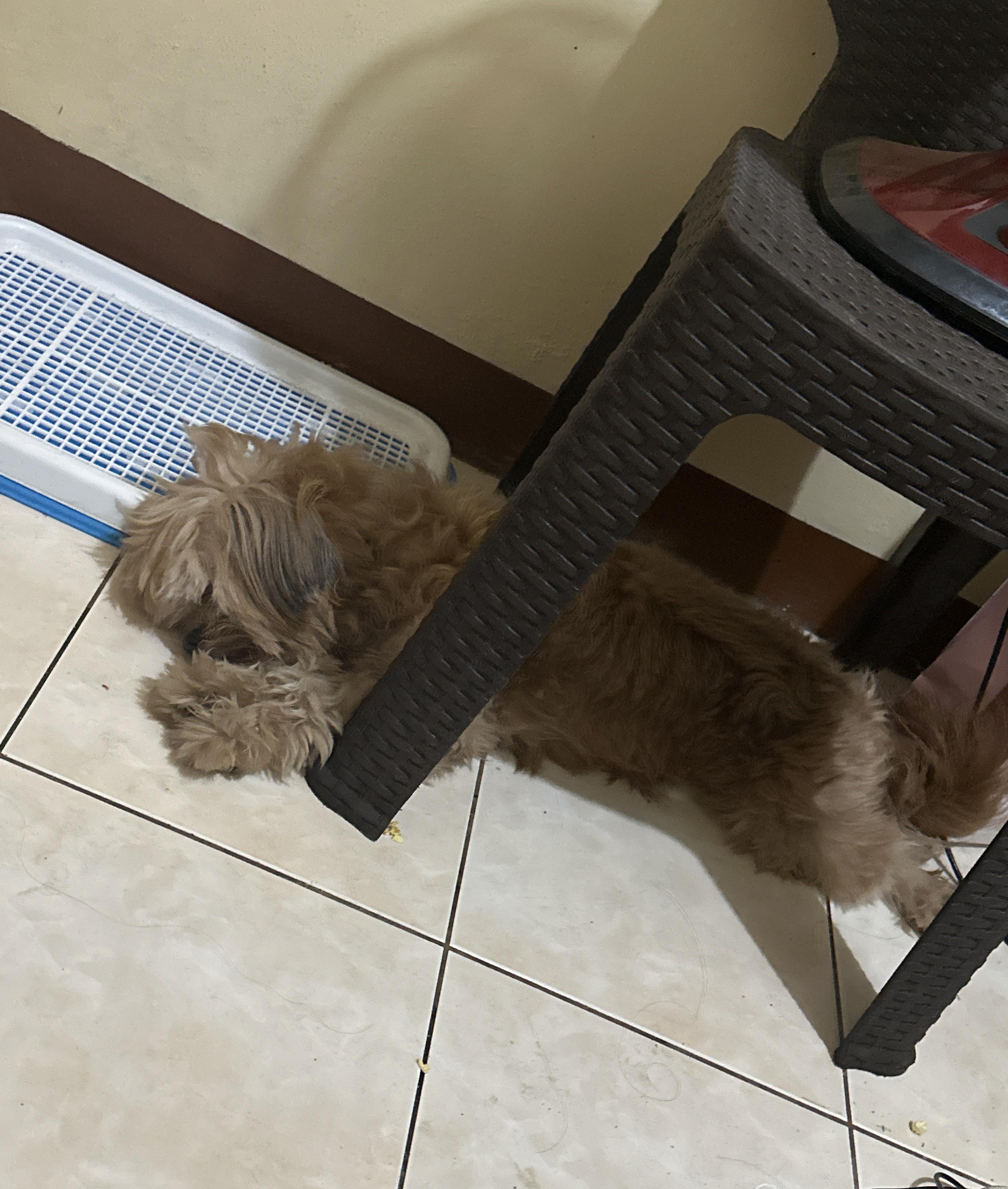 I will post this pic since I have been waiting for Mojito to finish with his grooming. 🙄🙄🙄 ...