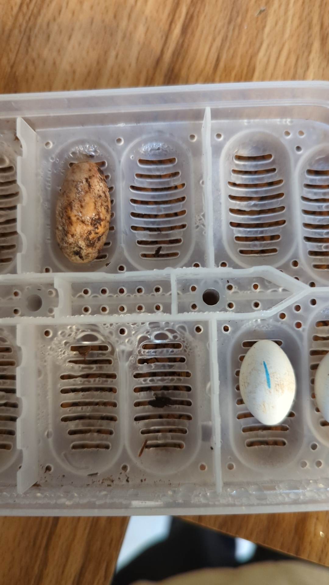 My gargoyles laid their first eggs, but they look super wonky | Scrolller