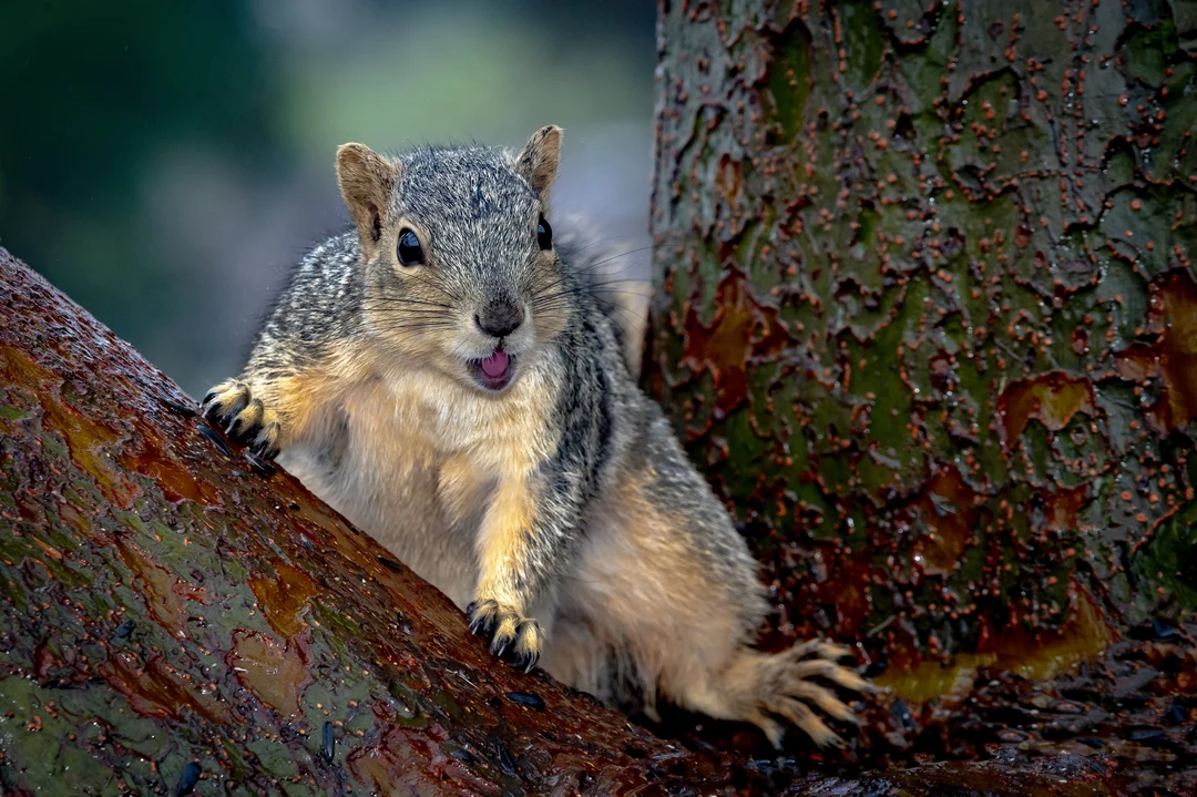 Rainy Day Squirrel | Scrolller