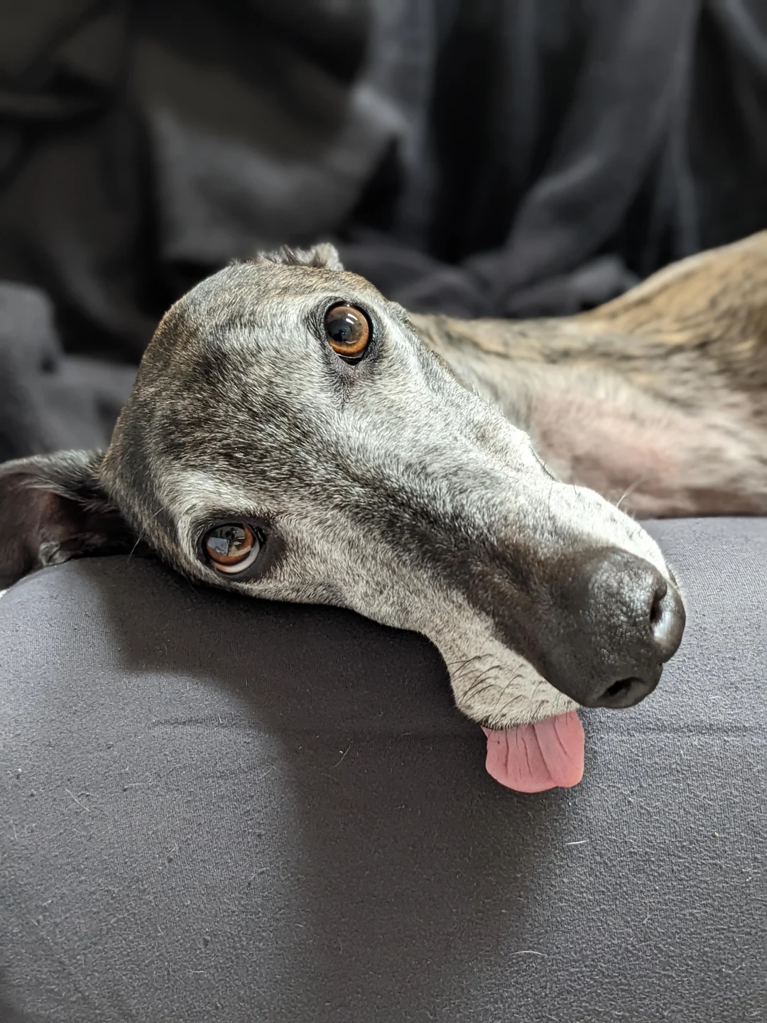 Happy TOT from Dutch | Scrolller