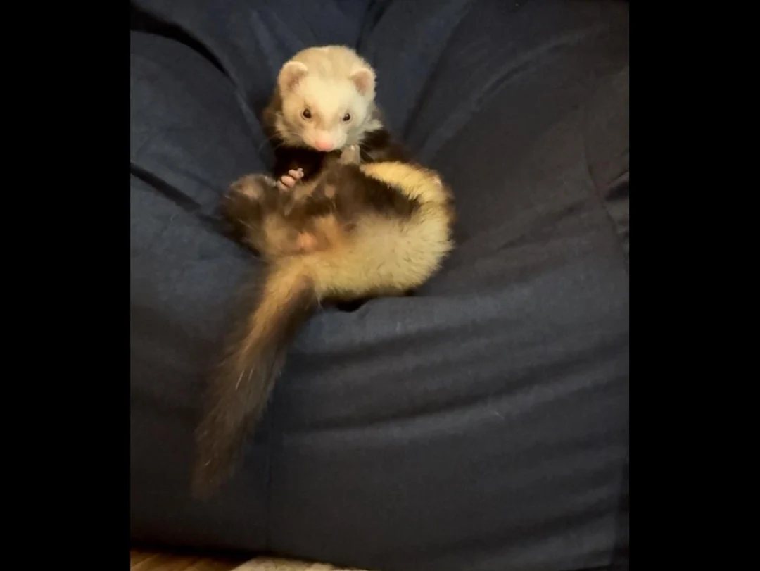 Missing Ferret 😭 | Scrolller