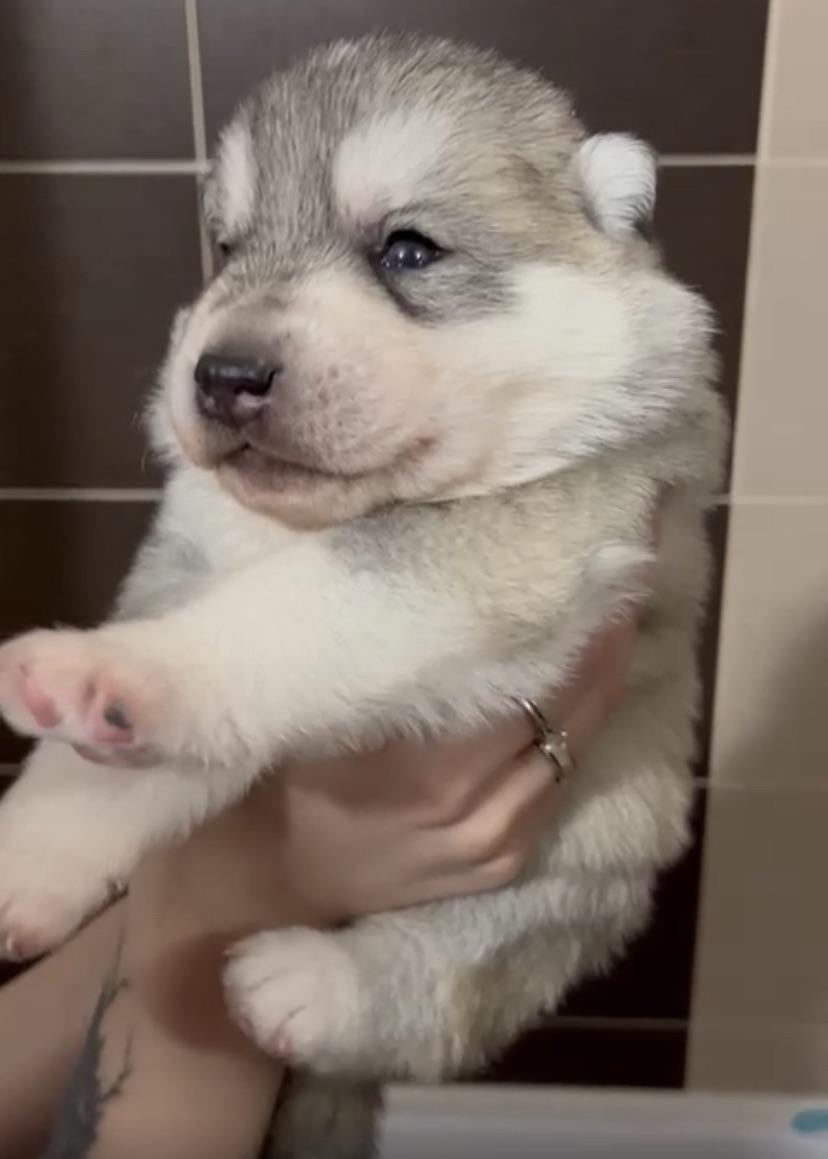 Big floof Eric and his son lil floof Eric (3 y.o. and 3 weeks) | Scrolller