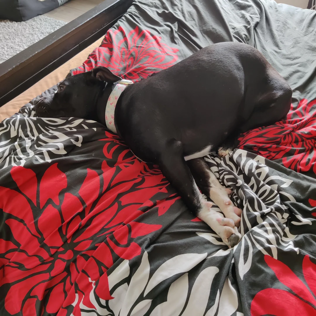 You got no legs, Lieutenant Dan! (do not fear, no pupper legs were harmed in the making of this ...