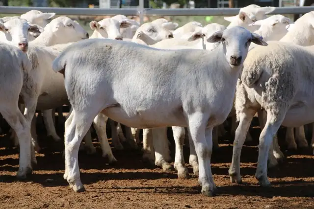 White sheep | Scrolller