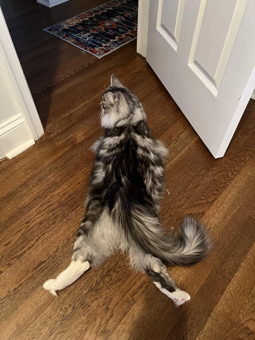 Sploot | Scrolller