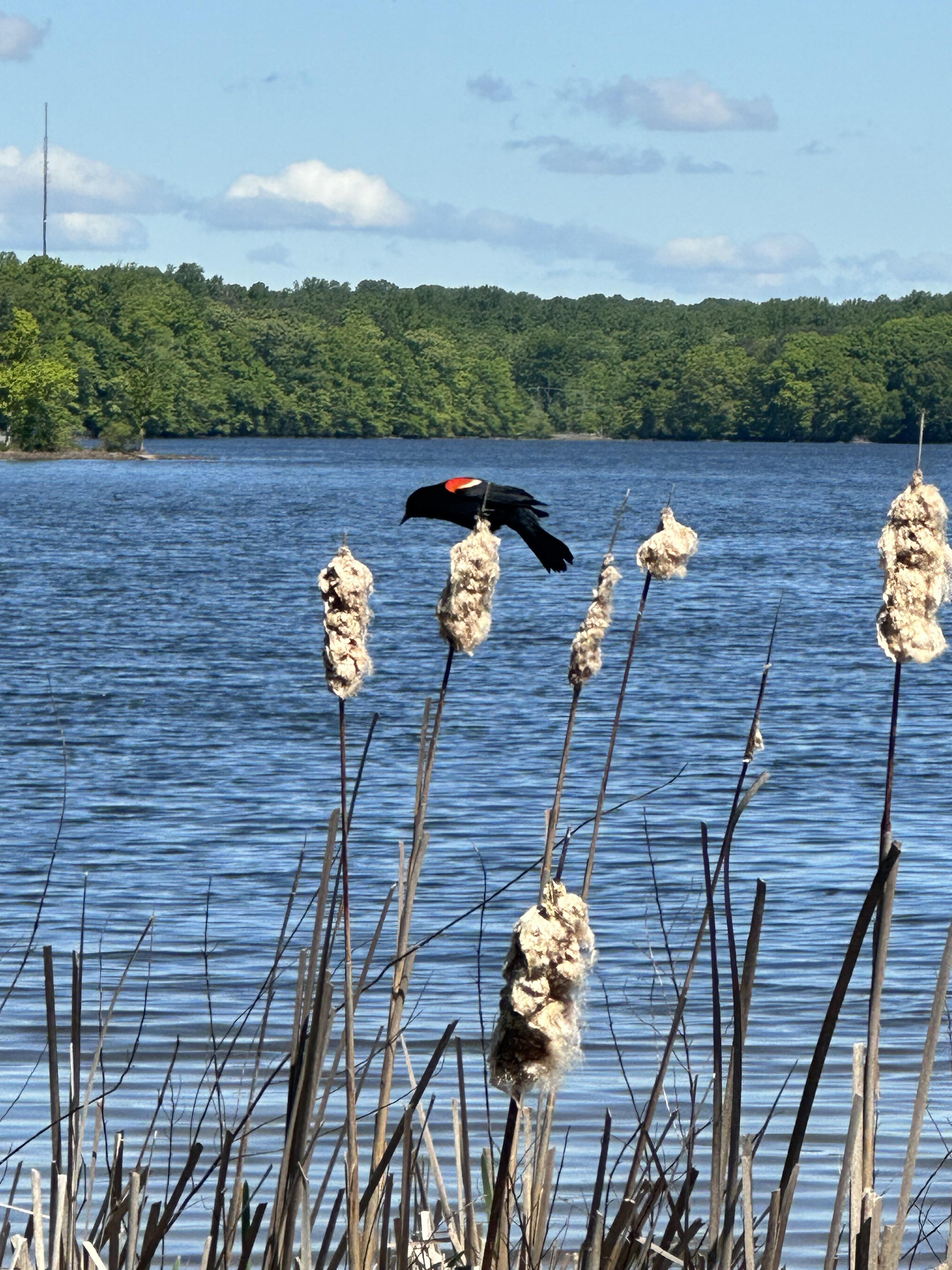 Redwing Blackbird. Virginia | Scrolller